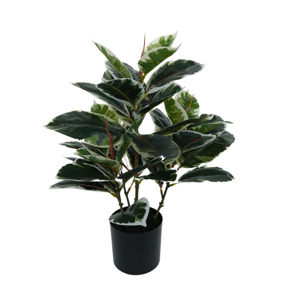 Artificial Bushy Dense Variegated Ficus Tree (Rubber Tree) 50cm ...