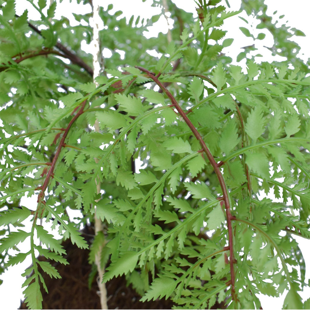 Large Lush Tropical Hanging Fern Ball 55cm Diameter – Forever Hedge