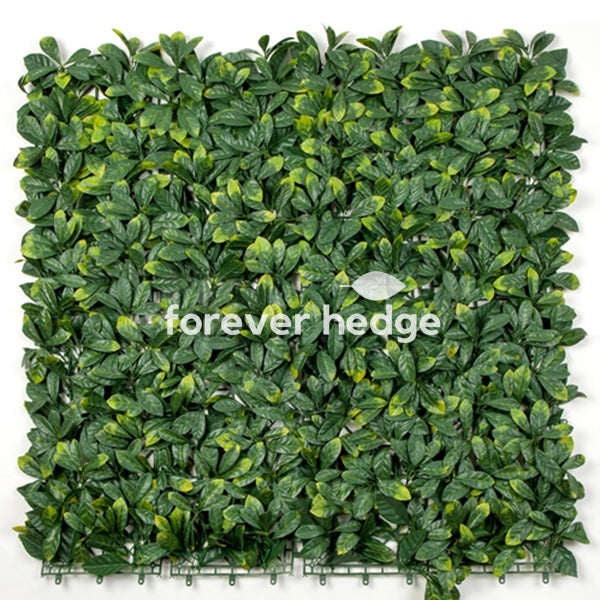 Laurel Leaf Screen Sample – Forever Hedge